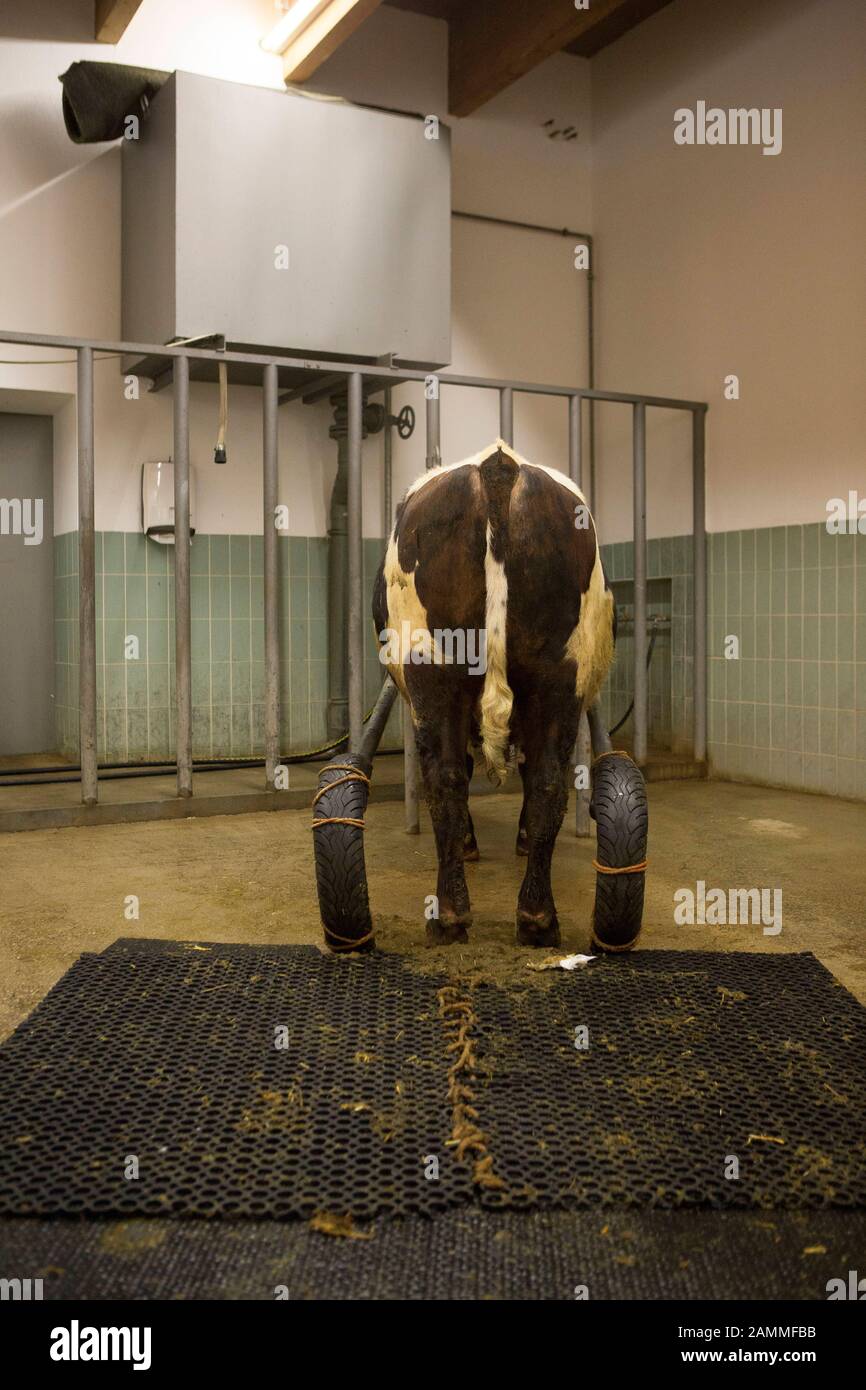 Insemination station hi-res stock photography and images - Alamy