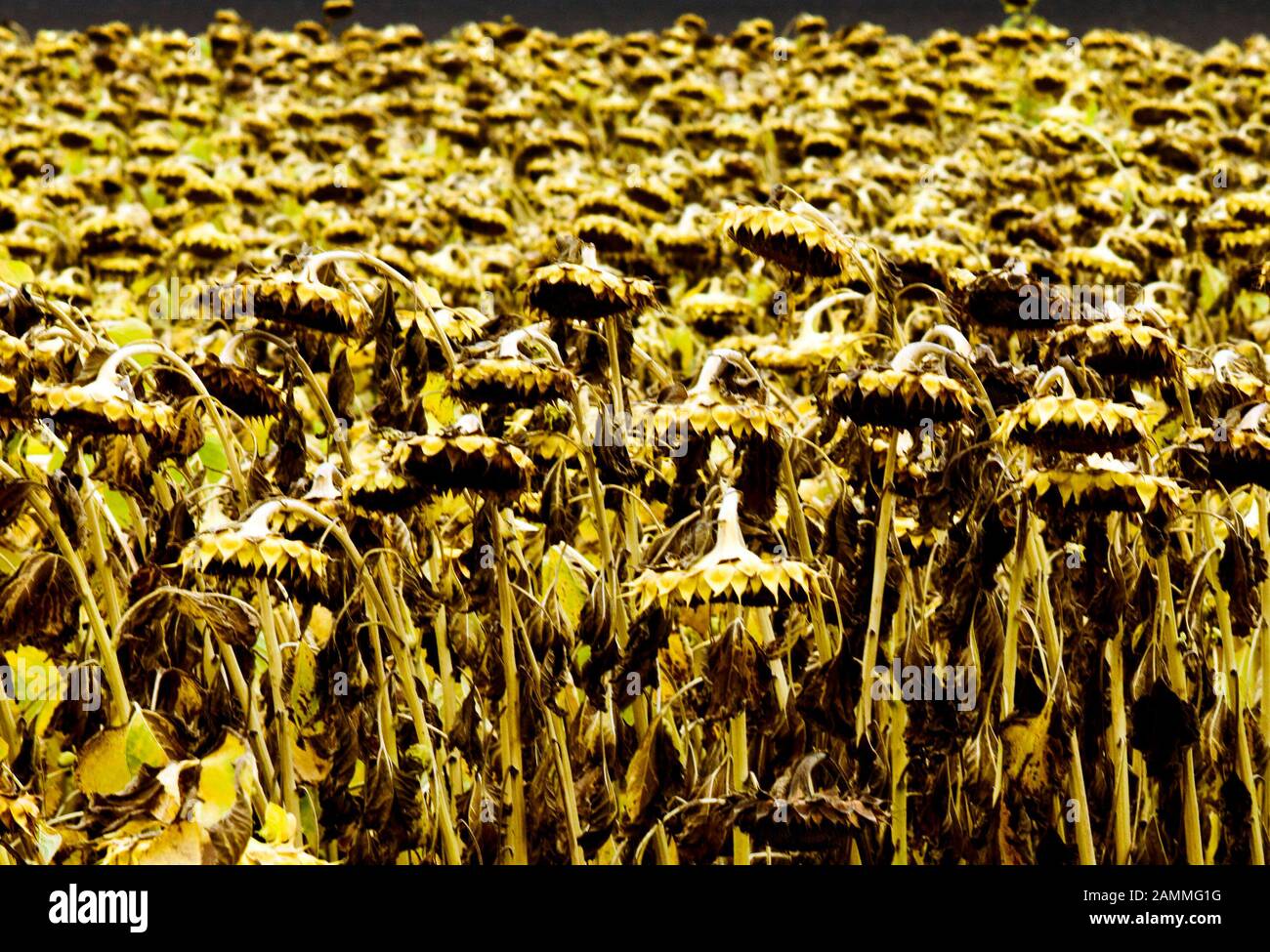 Faded sunflower field in autumn near Maisach. [automated translation ...