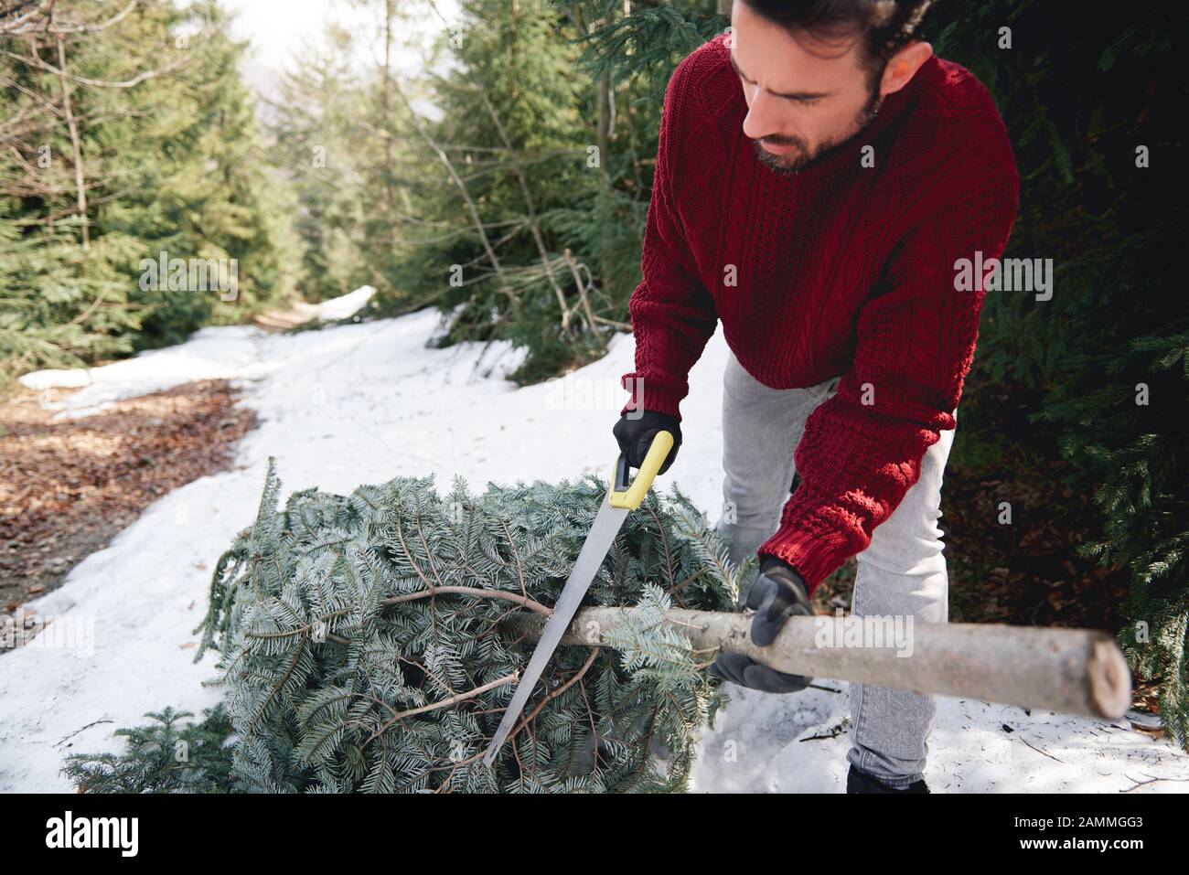 Christmas tree sales forest hi-res stock photography and images - Alamy