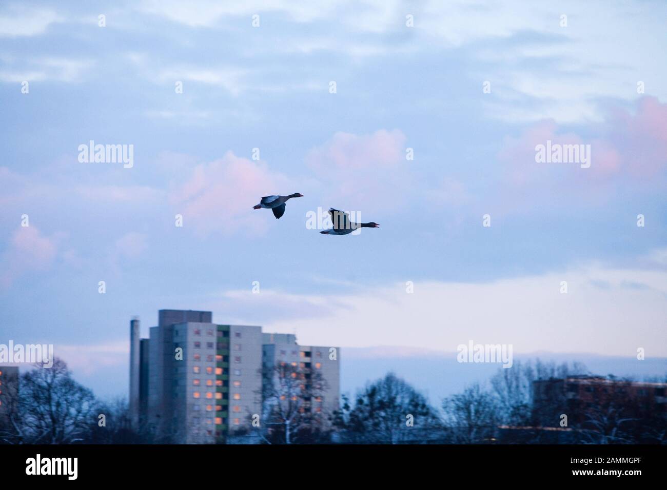 Wintery area around the Munich Fasaneriesee [automated translation ...