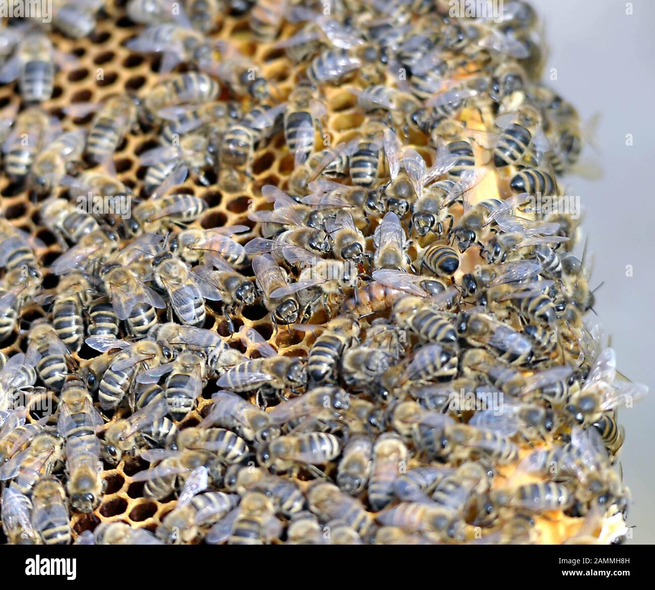 Bees in an open beehive of the beekeeper Hofbauer. [automated ...