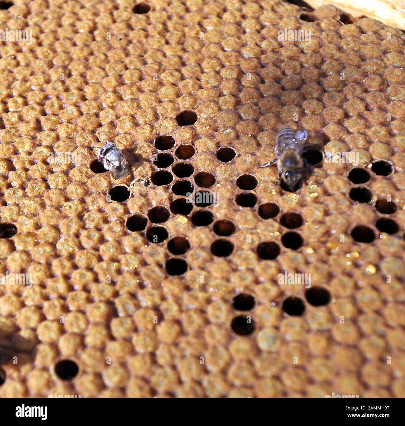 Bees in an open beehive of the beekeeper Hofbauer. [automated ...