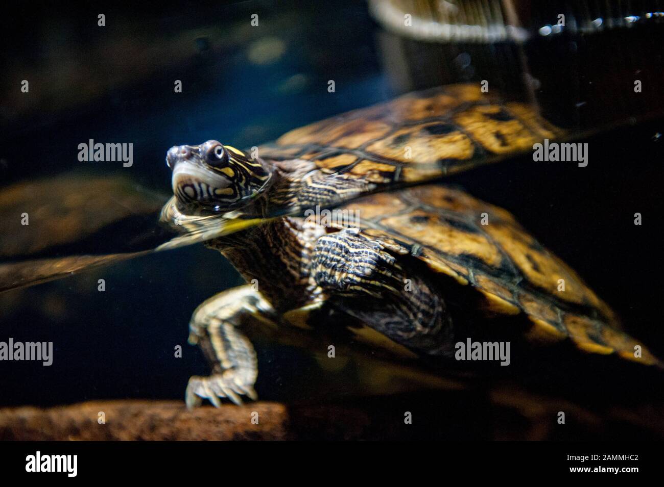 Water turtle in the newly opened turtle theme world in the Sea Life ...