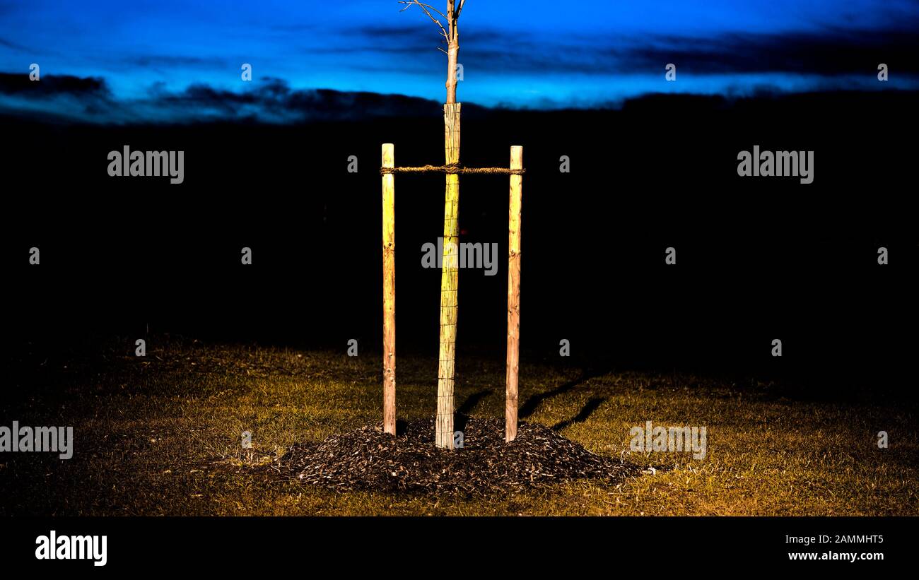 Freshly planted tree at the Rewe car park in Kaltenberg. [automated ...