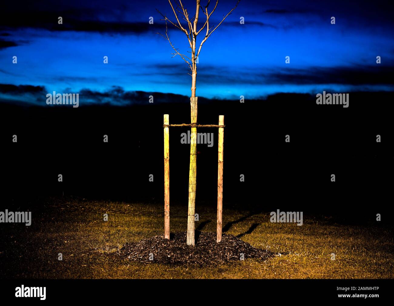 Freshly planted tree at the Rewe car park in Kaltenberg. [automated ...