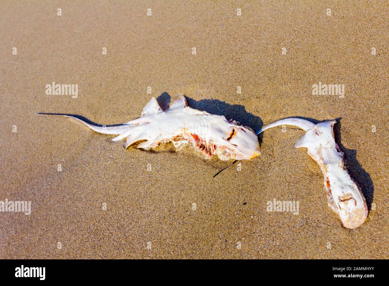 Carcass of dead, killed stingray with chop off wings is washed up by ...