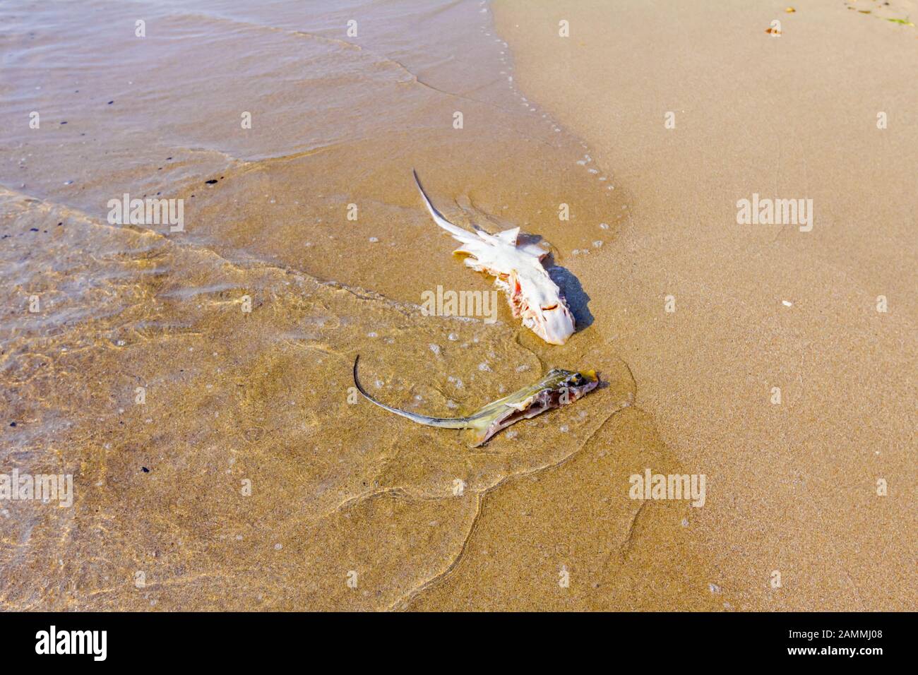 Carcass of dead, killed stingray with chop off wings is washed up by ...
