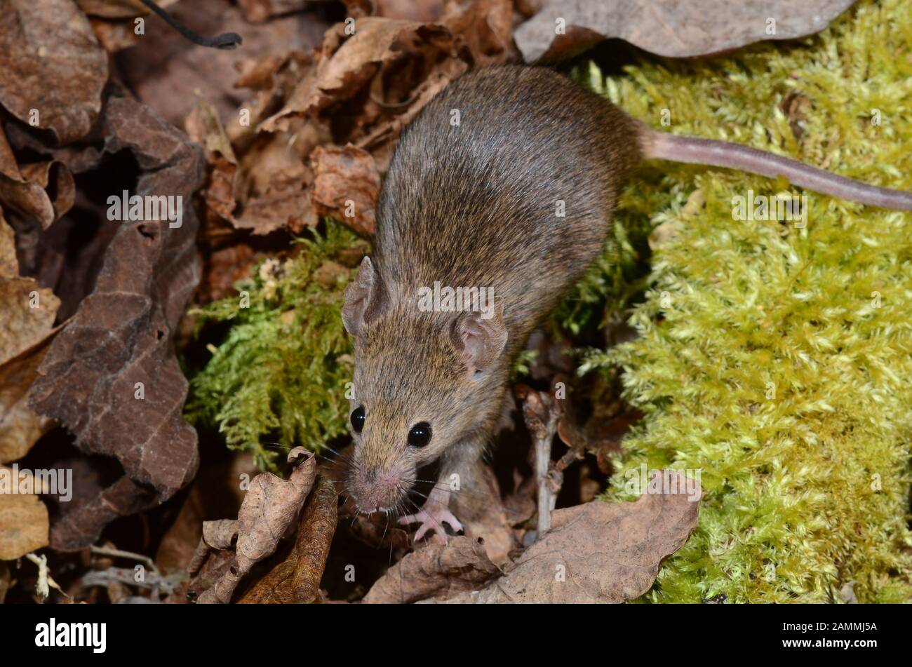 Adult house mouse in spring Stock Photo - Alamy