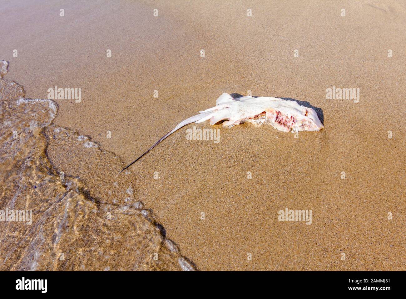 Carcass of dead, killed stingray with chop off wings is washed up by ...