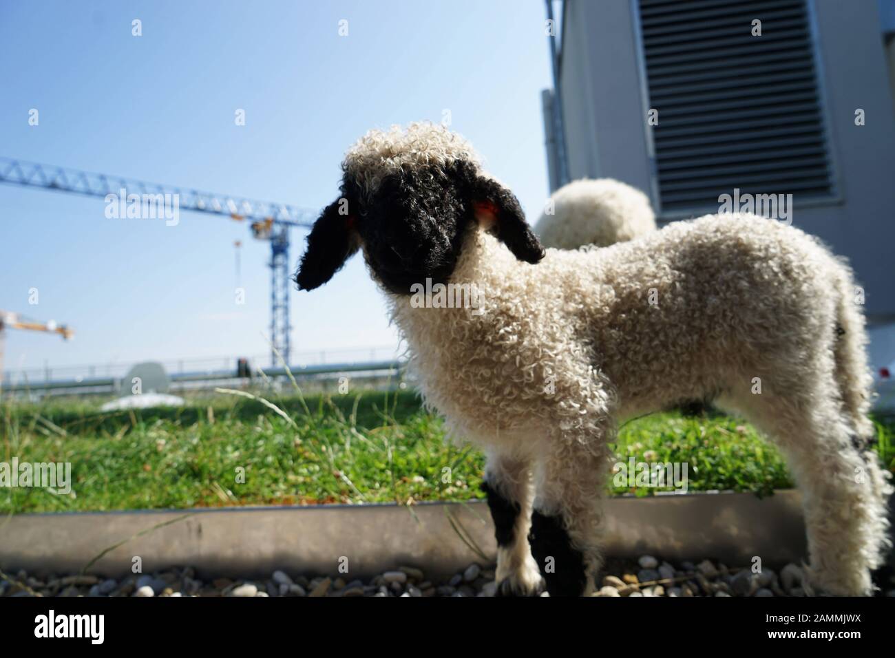 Two animals from the herd of Valais black-nosed sheep by shepherd ...