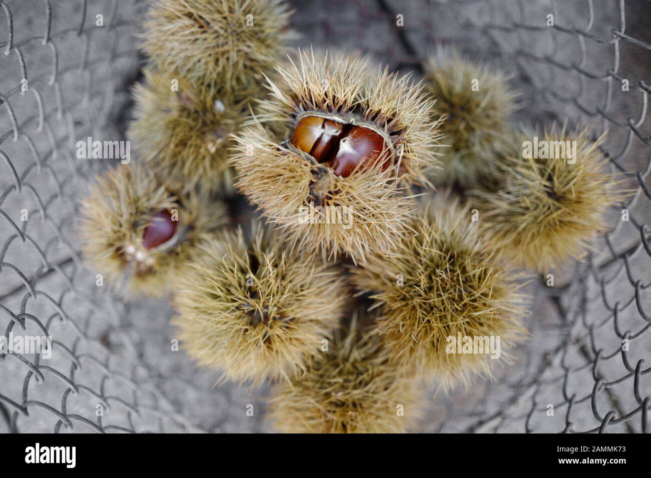 Chestnuts in their spiky shells. [automated translation] Stock Photo ...