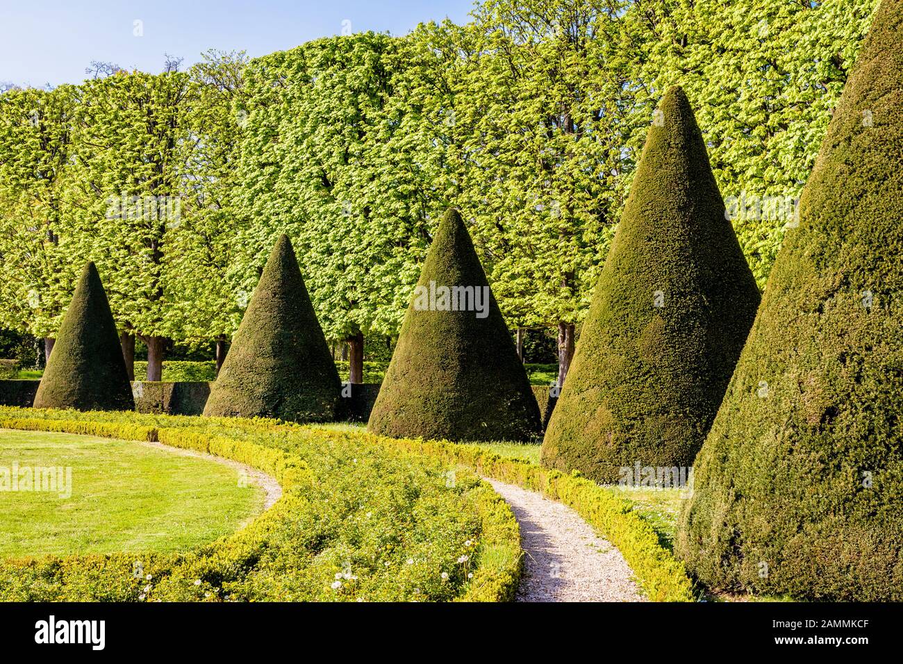 Cone Shape In Nature