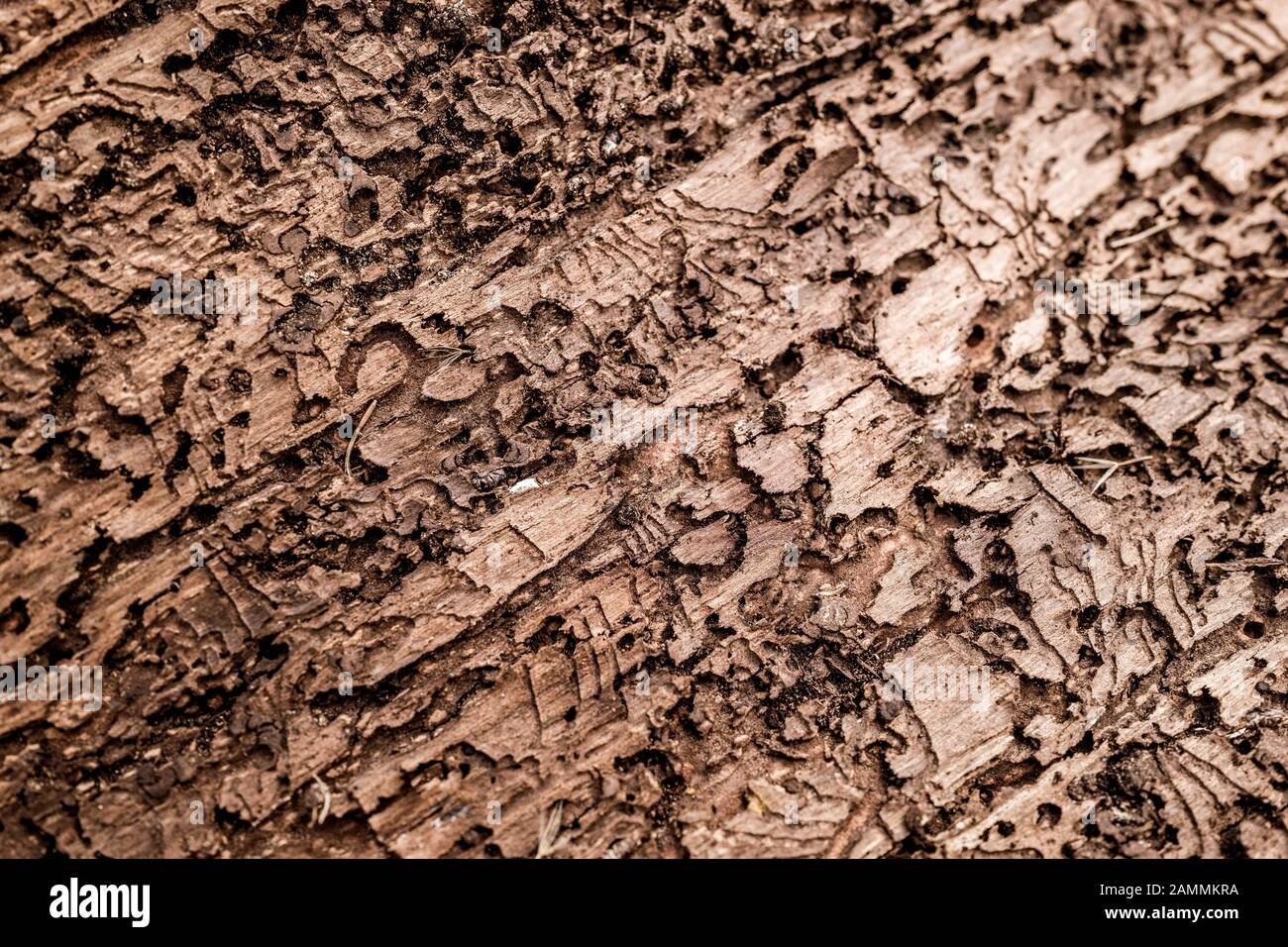 Bark beetle infestation in the Bavarian Forest. Here the bark of a dead ...