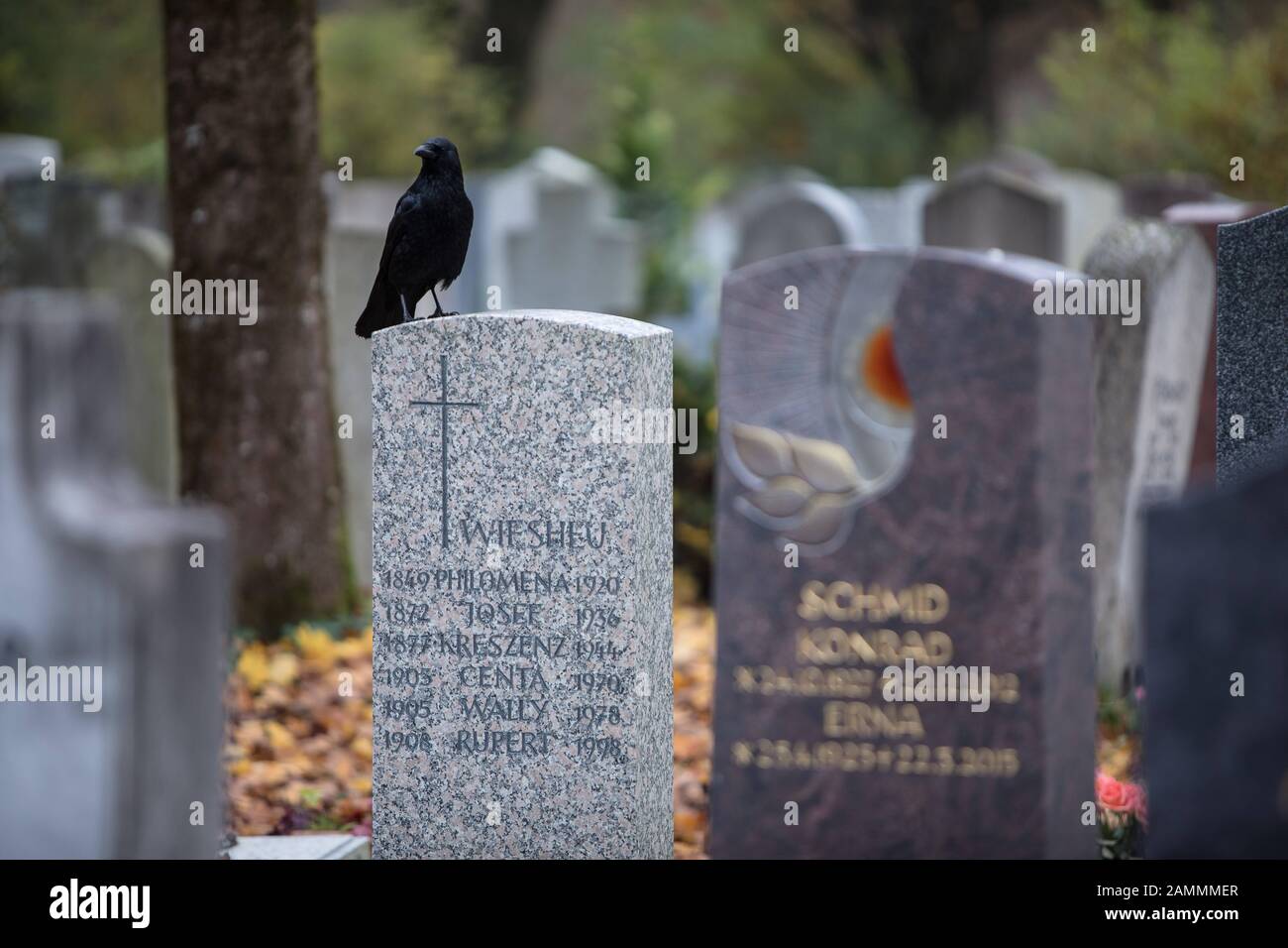 Crow on a gravestone hi-res stock photography and images - Alamy