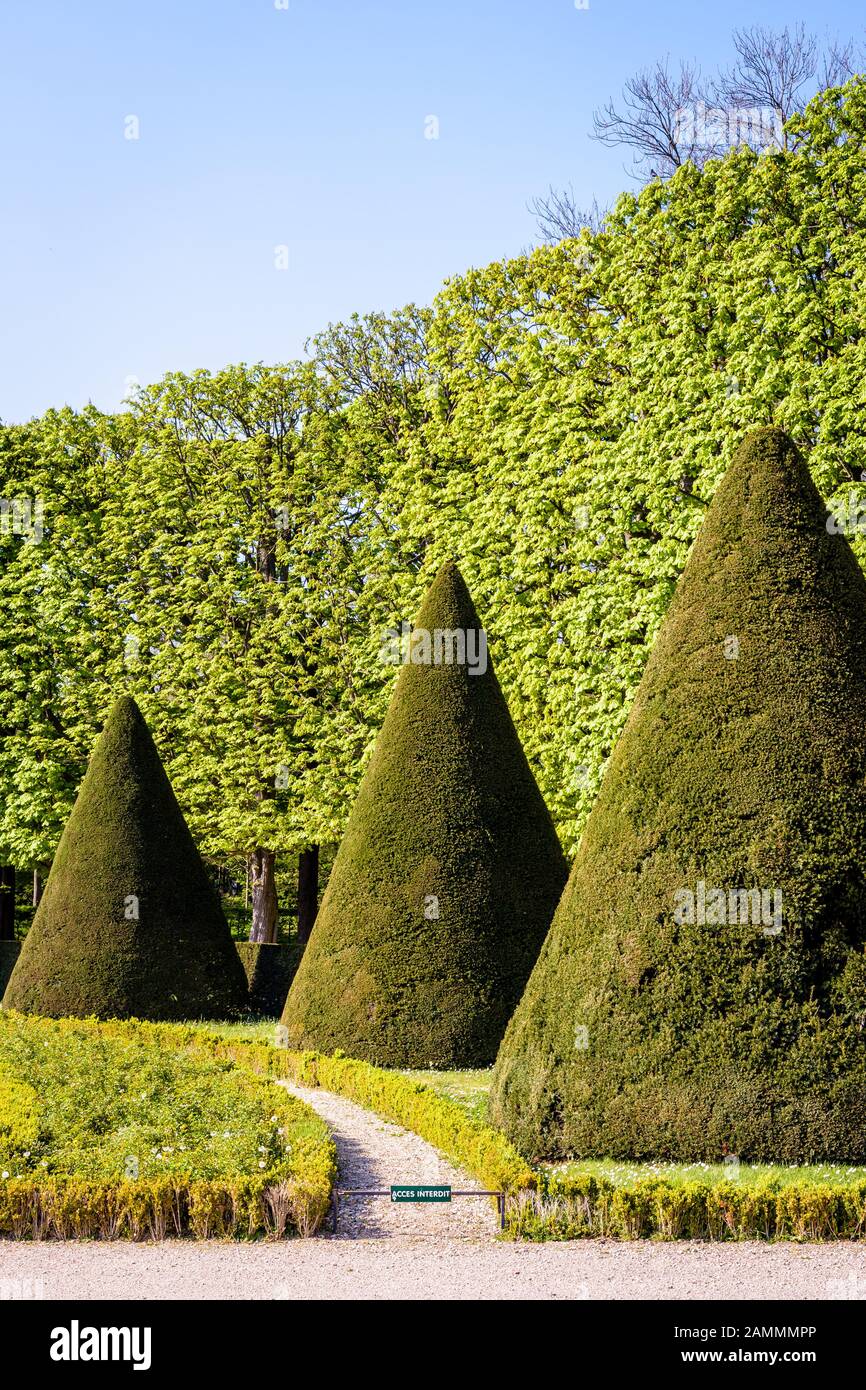 Cone Shape In Nature