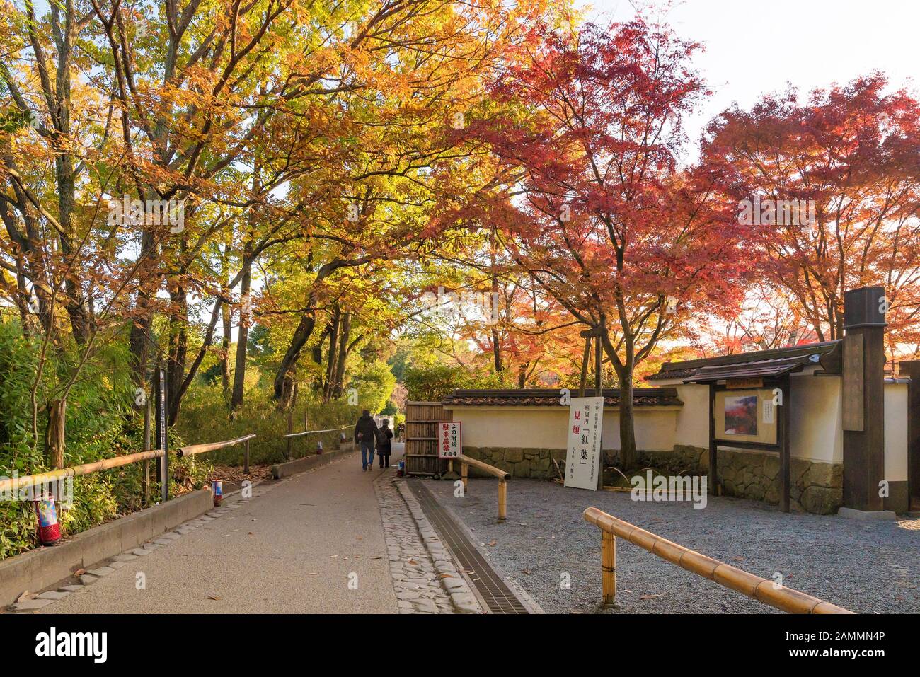 Tourist walking in beautiful nature maple tree in autumn season at ...