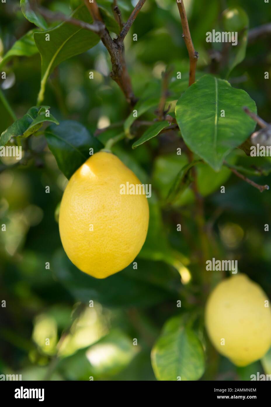 vertical images of large Spanish lemons hanging from a tree . shot for ...