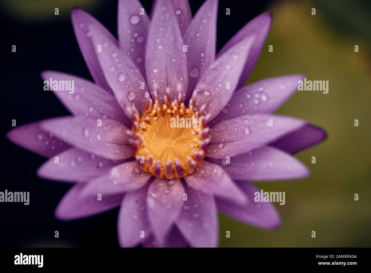 Water drops rope hi-res stock photography and images - Alamy