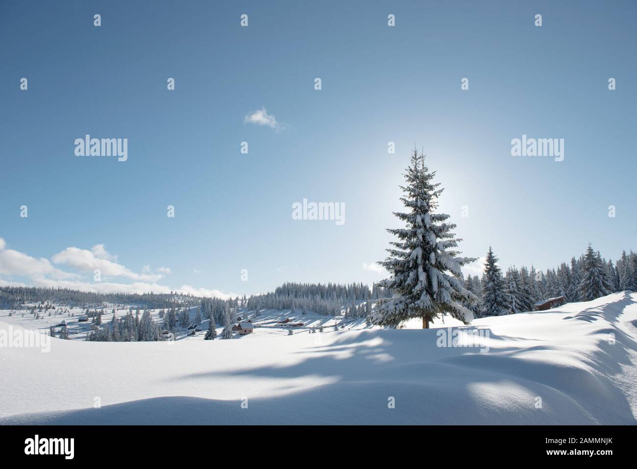 Alpine landscape with snow covered mountains, fir trees and pine forest ...