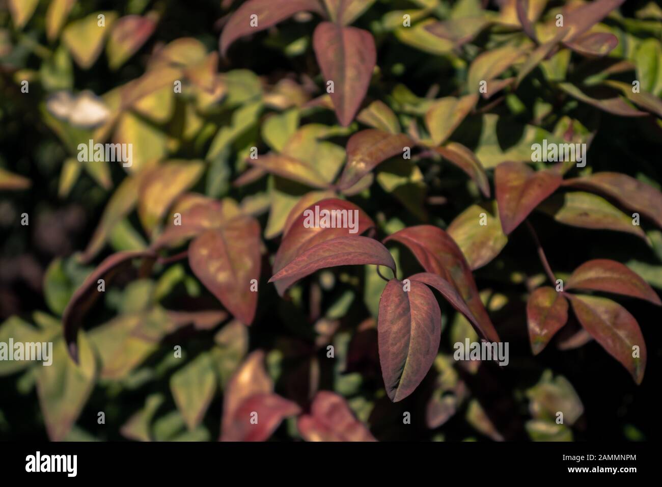 Colorful leaves plants hi-res stock photography and images - Alamy
