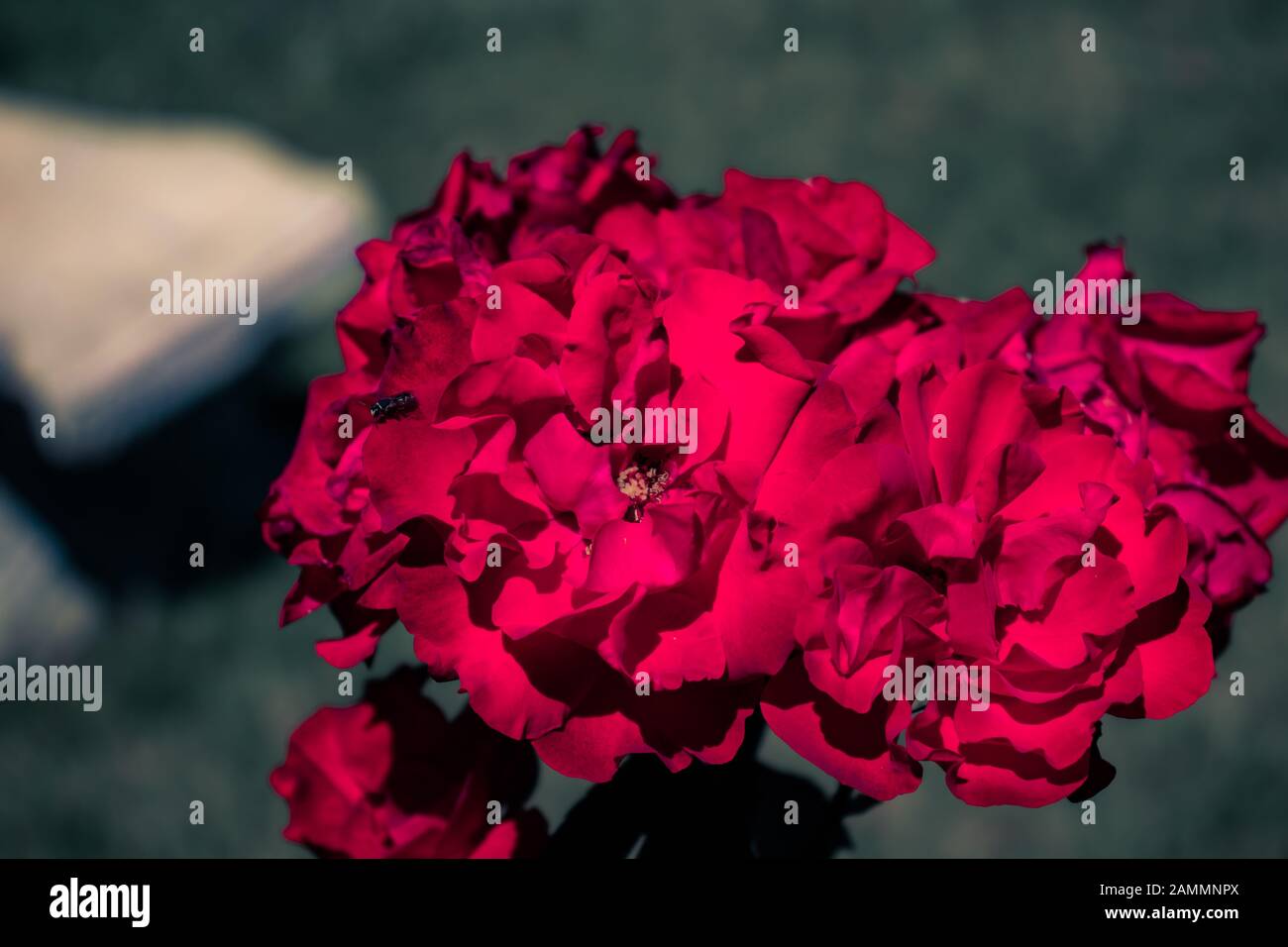 Red Rose in park photograph Stock Photo - Alamy