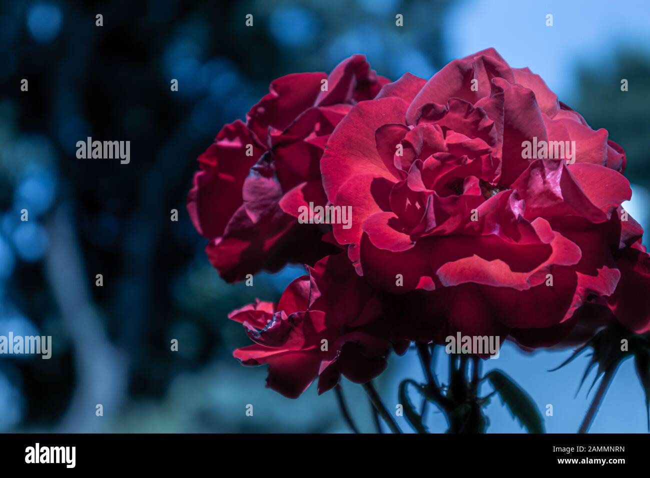 Red Rose in park photograph Stock Photo - Alamy