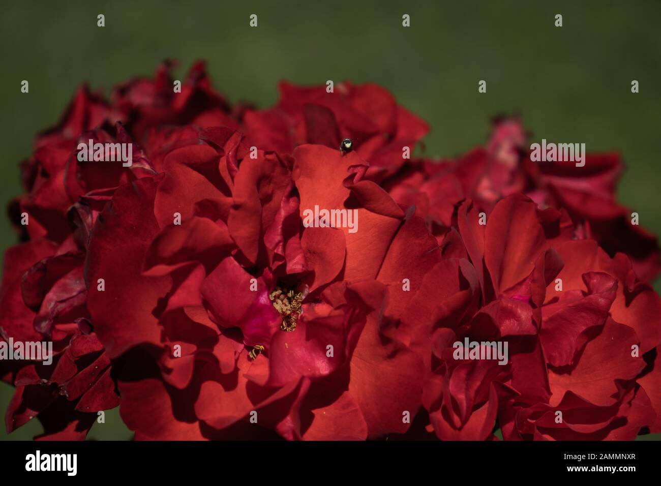 Red Rose in park photograph Stock Photo - Alamy