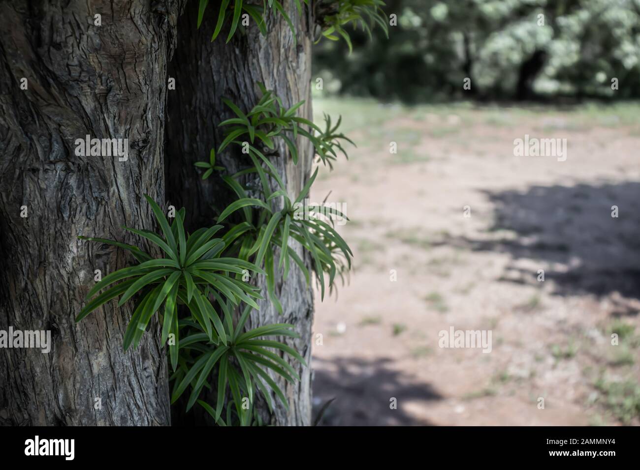 Trunk foliage shoots hi-res stock photography and images - Alamy
