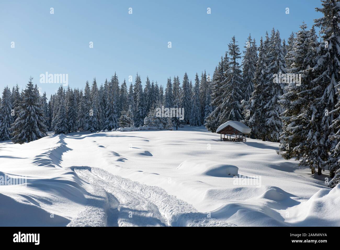 Alpine landscape with snow covered mountains, fir trees and pine forest ...