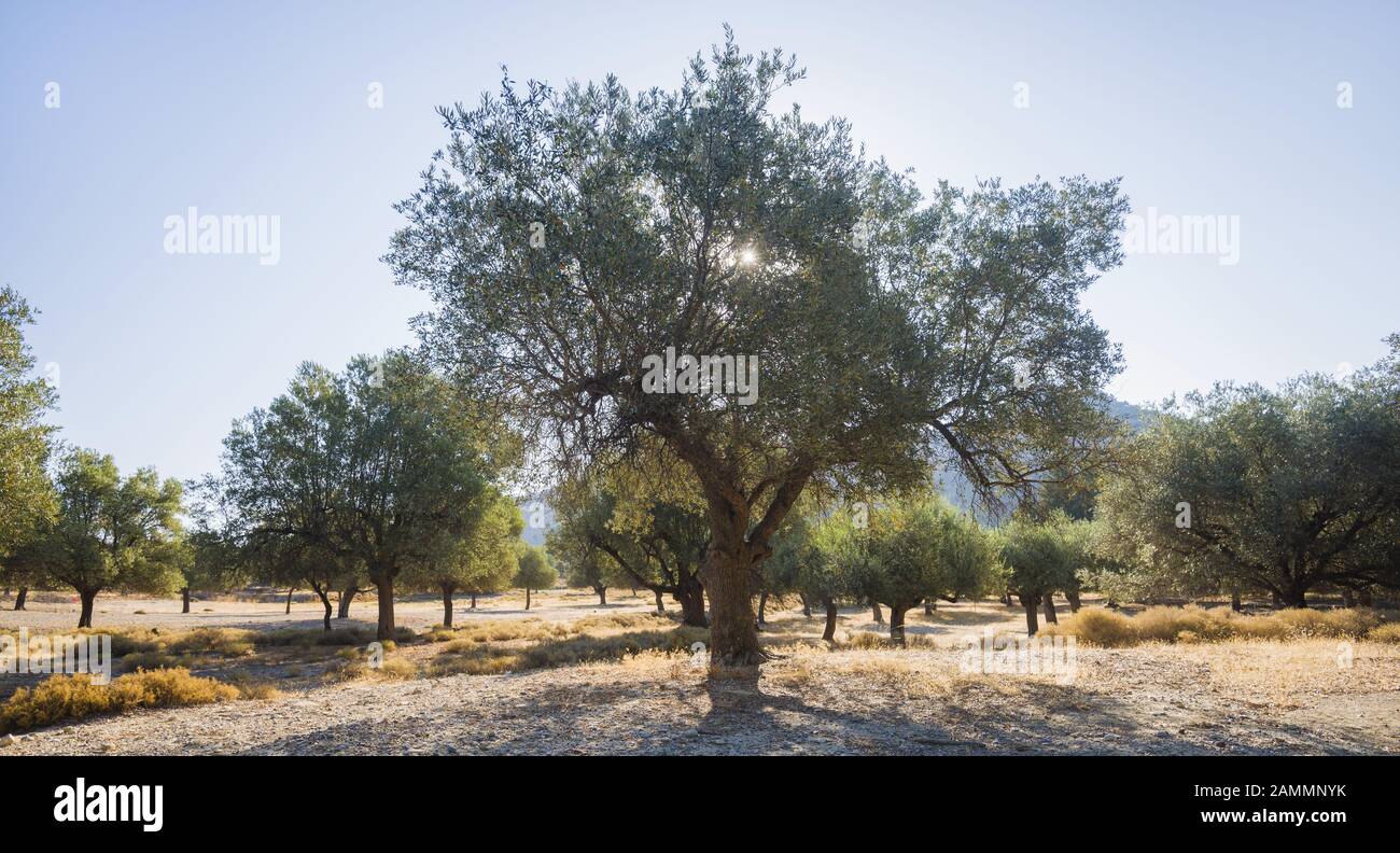 Olive plantation in sun day. Old obsolete olive trees. European olive ...