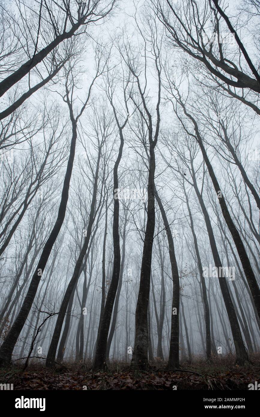 Misty spooky dark forest. The creepy Hoia Baciu wood, Romania is ...