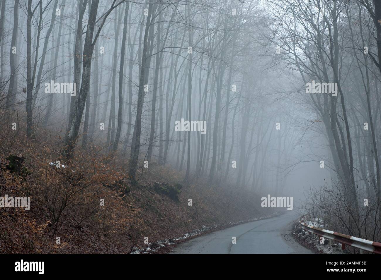 Misty spooky dark forest. The creepy Hoia Baciu wood, Romania is ...