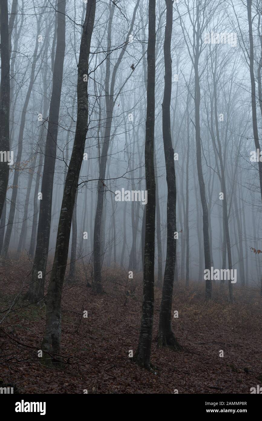 Misty spooky dark forest. The creepy Hoia Baciu wood, Romania is ...