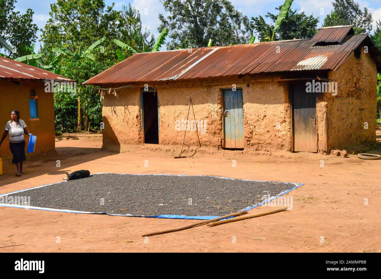 Coffee Beans laying out in the hot African sun to dry in Kanungu ...