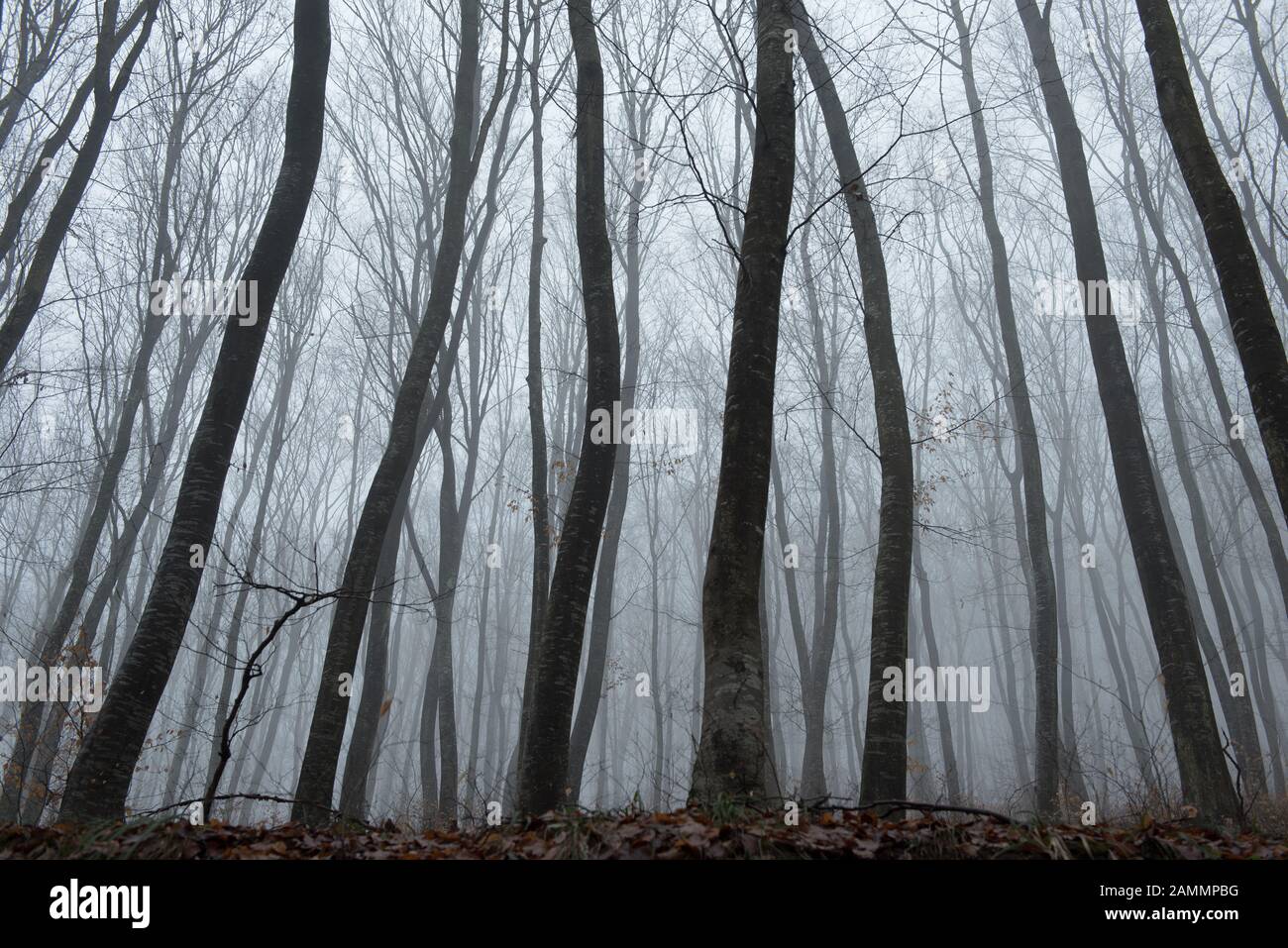 Misty spooky dark forest. The creepy Hoia Baciu wood, Romania is ...