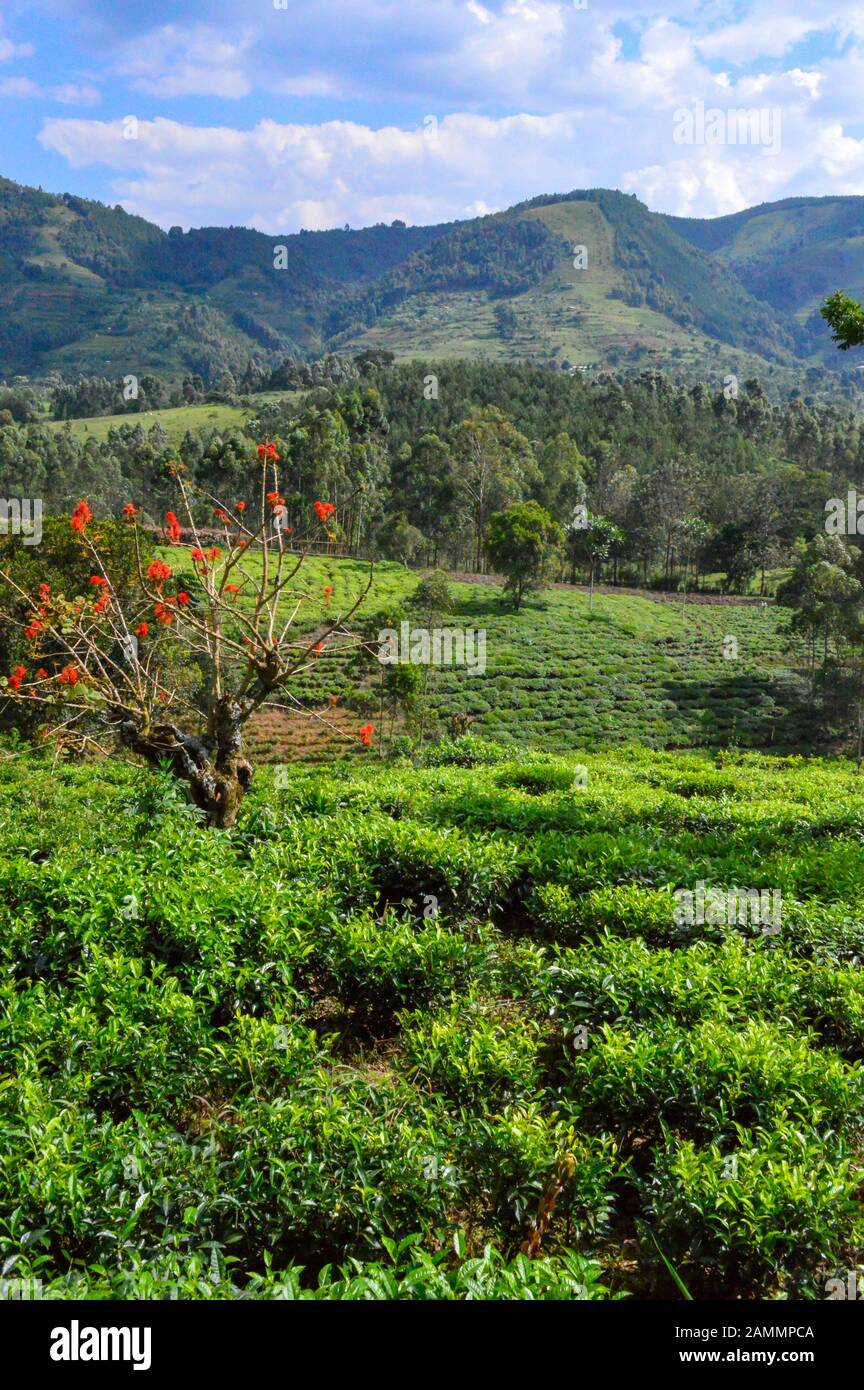 Tea Growing in Kanungu, Western Uganda Stock Photo - Alamy