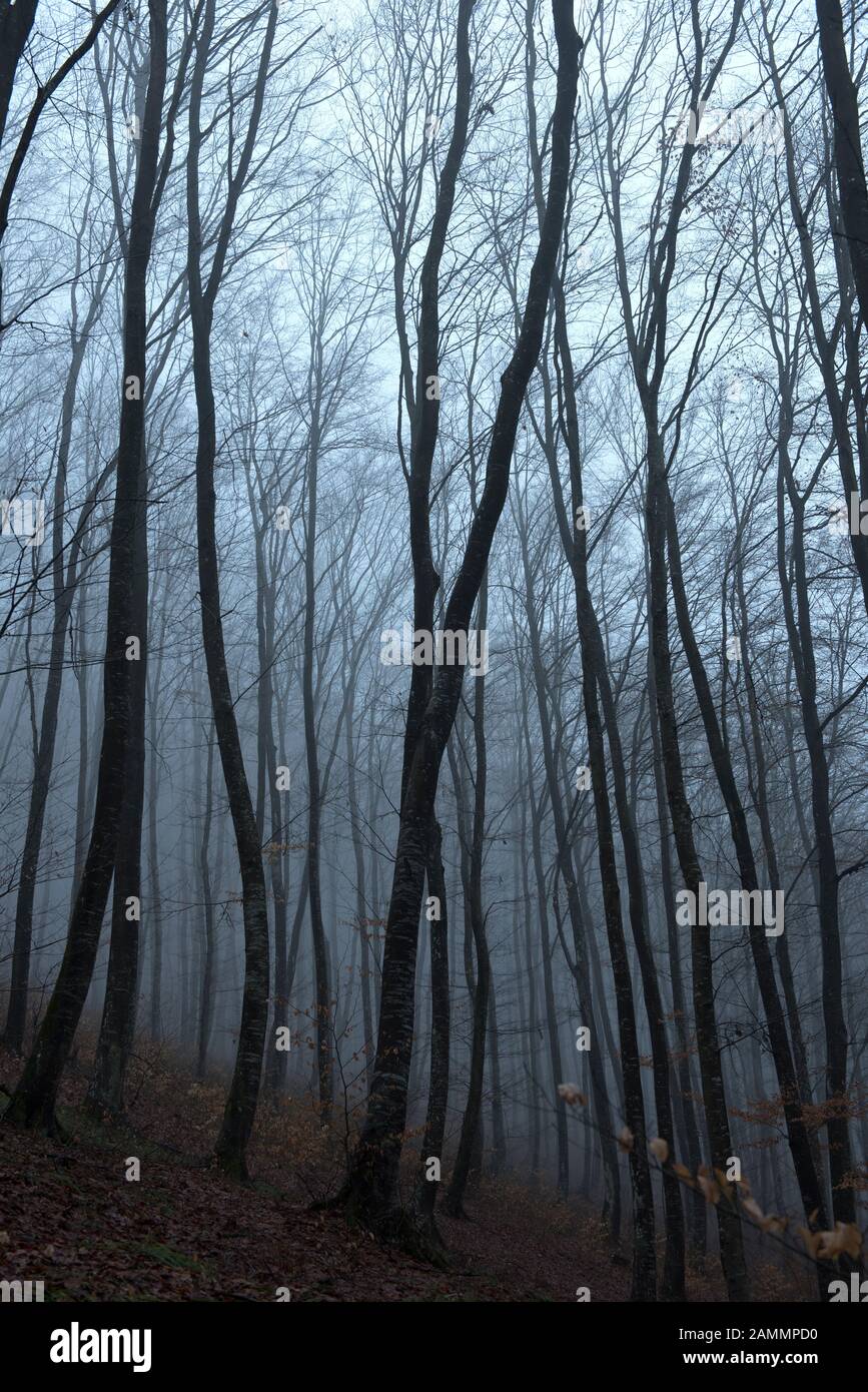 Misty spooky dark forest. The creepy Hoia Baciu wood, Romania is ...