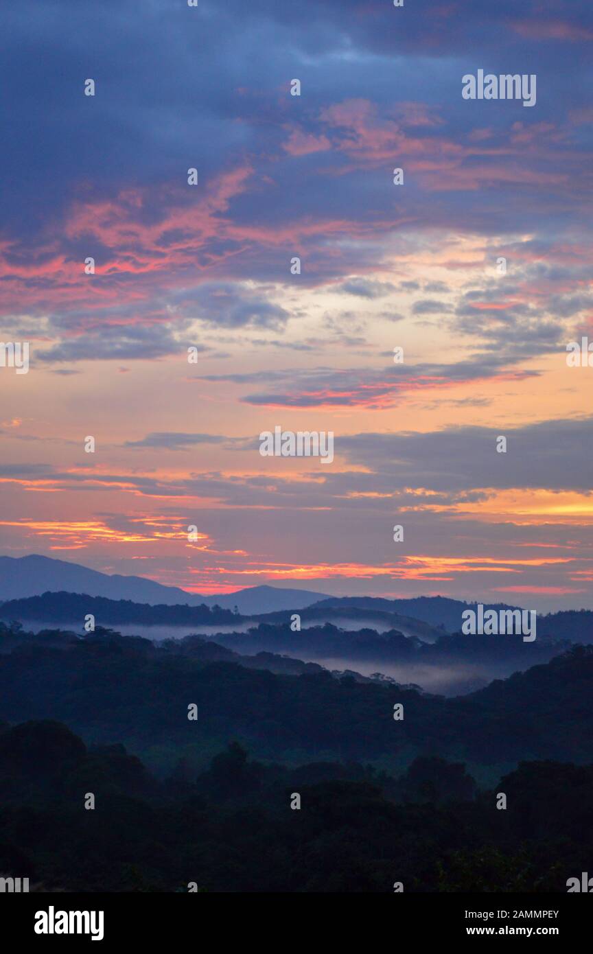 Ugandan rainforest hi-res stock photography and images - Alamy