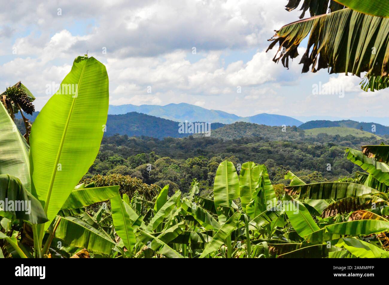 Taken from a hillside farm in Kanungu growing Banana Trees for Ugandan ...