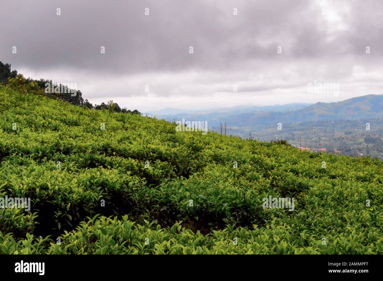 Tea Plantation in Kanungu District, Western Uganda Stock Photo - Alamy