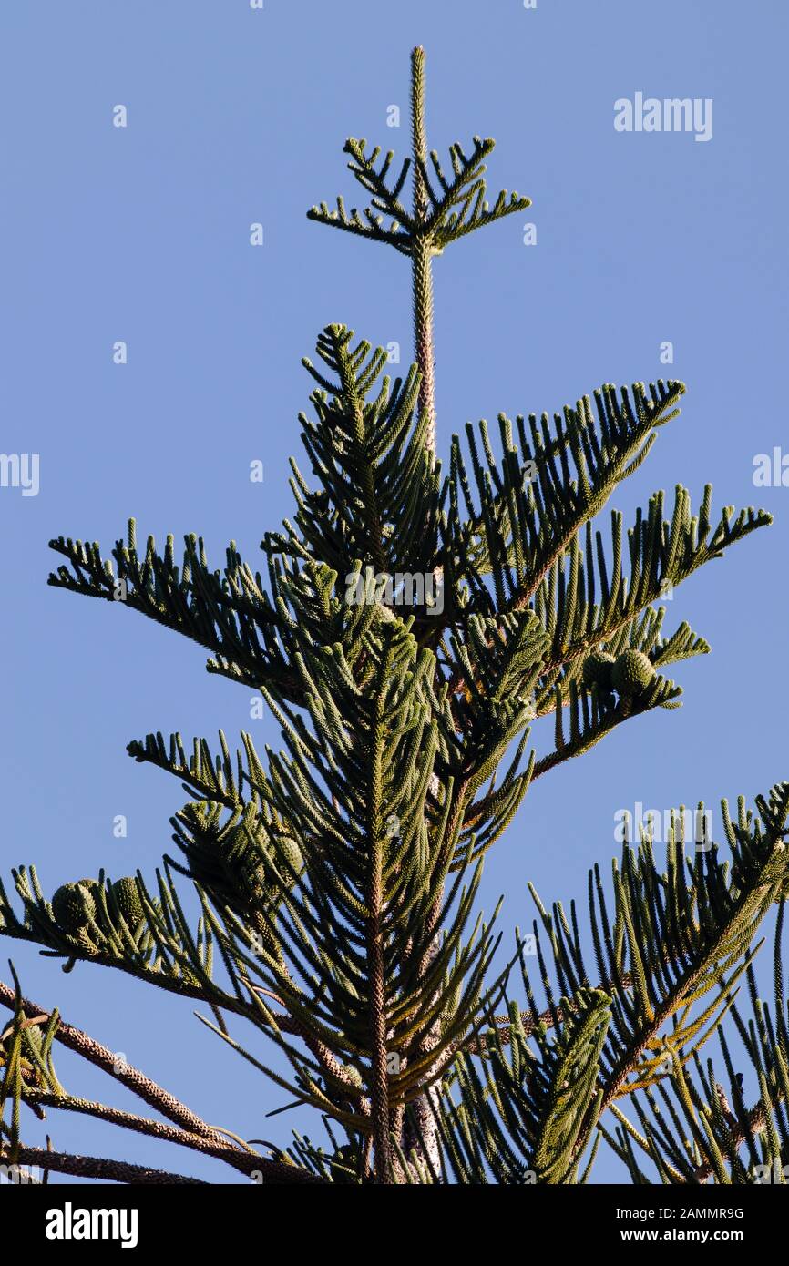 Norfolk Island pine trees shot in Western Australia in summer with blue ...