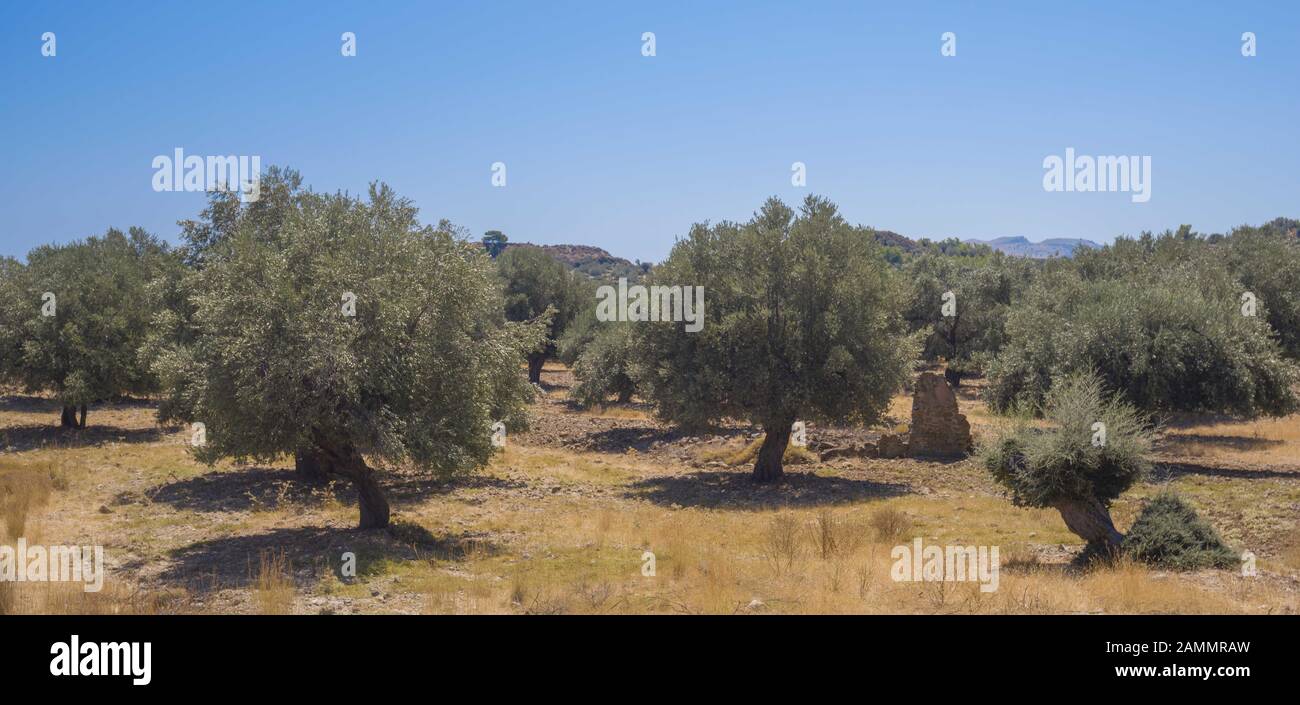 Rhodes, Greece. 8th Aug, 2018. Olive plantation in san day. Old ...