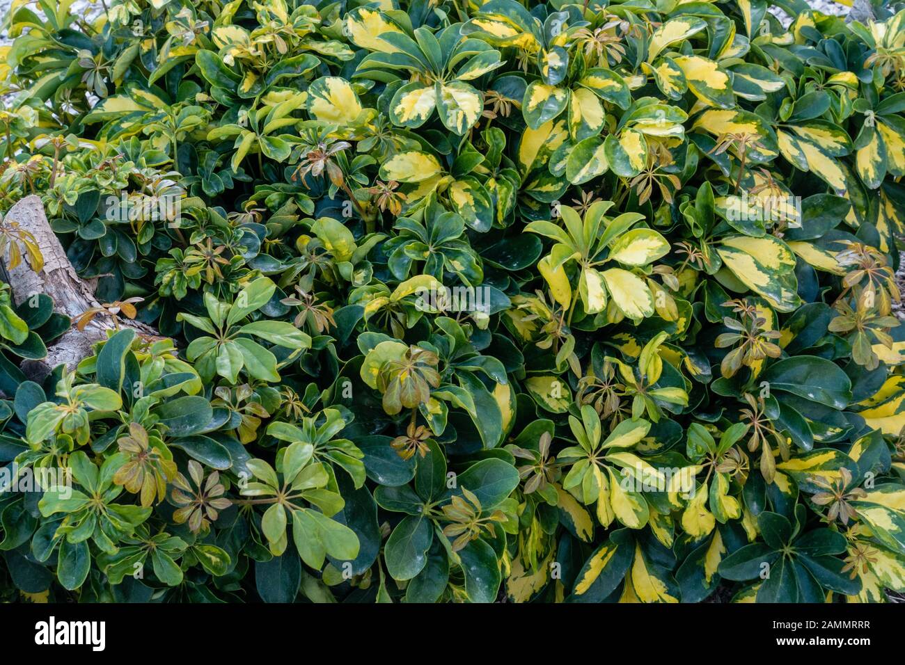 Variegated colored leaves hi-res stock photography and images - Alamy