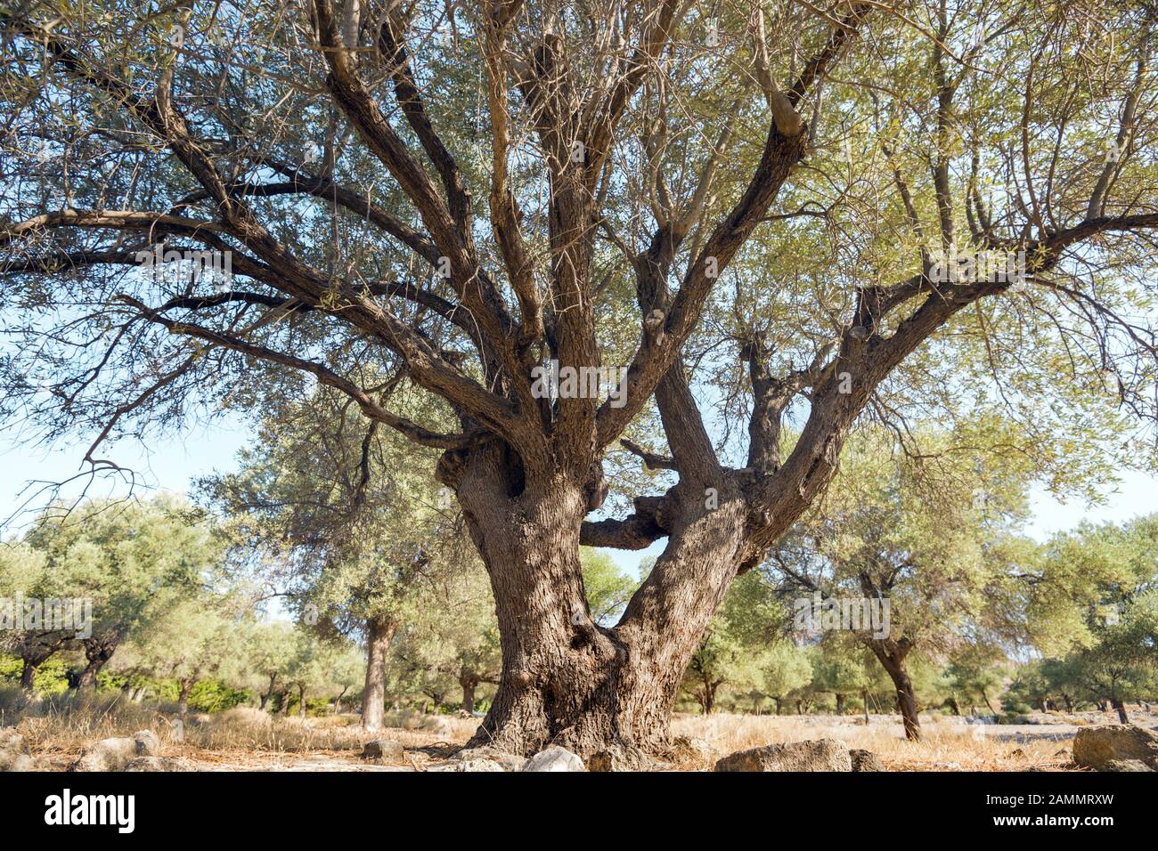 Olive plantation in sun day. Old obsolete olive trees. European olive ...