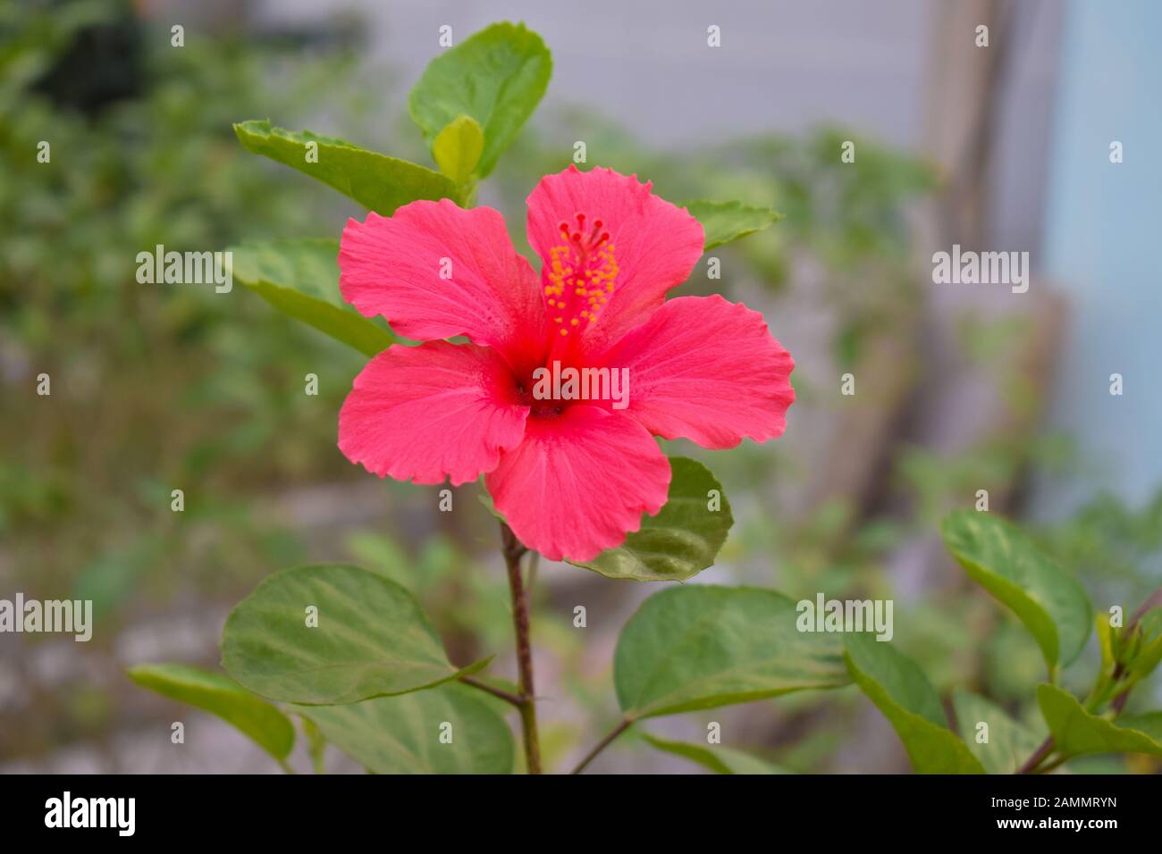 Beautiful red hawaiian hibiscus flower Stock Photo - Alamy