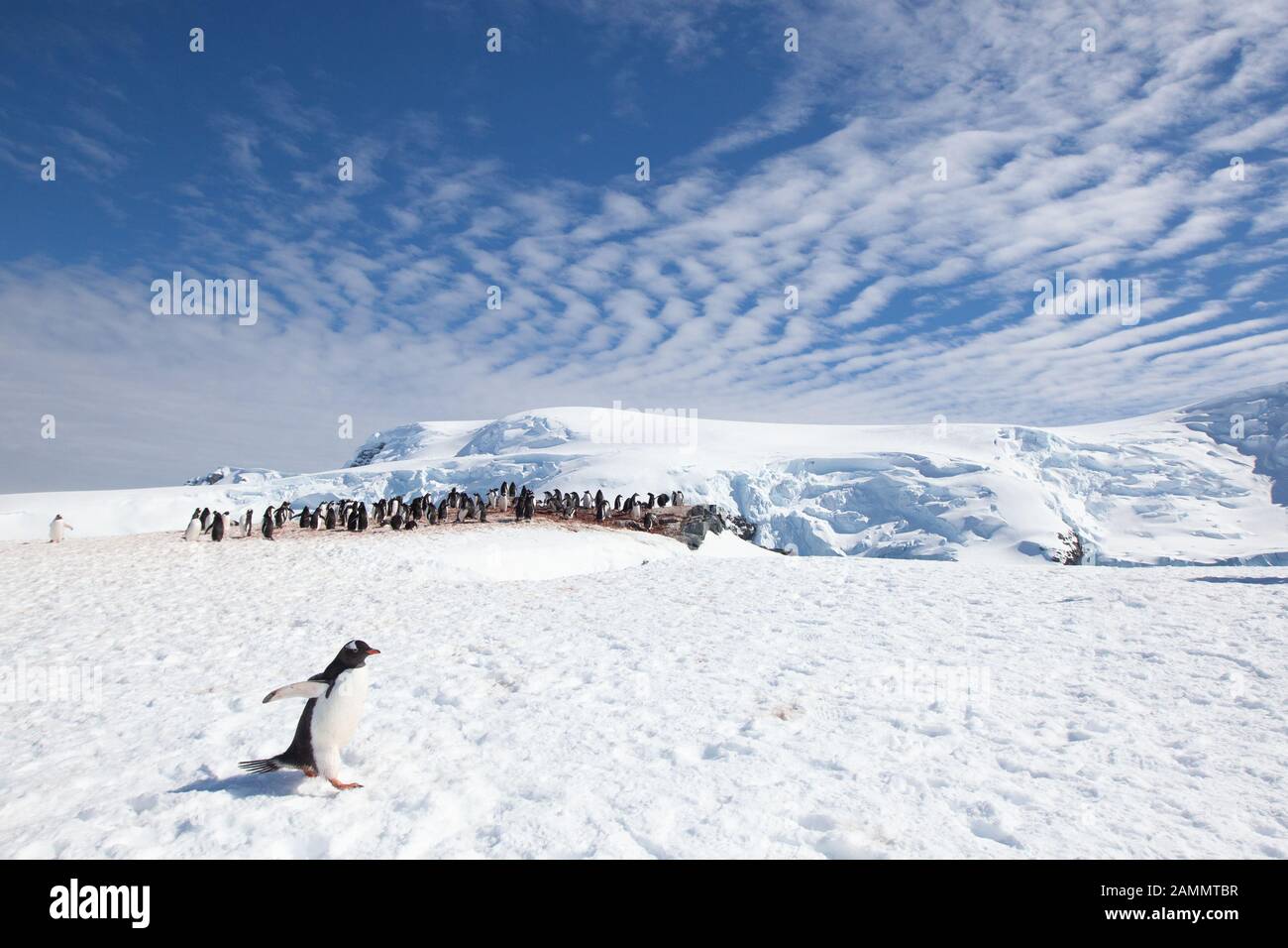 Mikkleson hi-res stock photography and images - Alamy