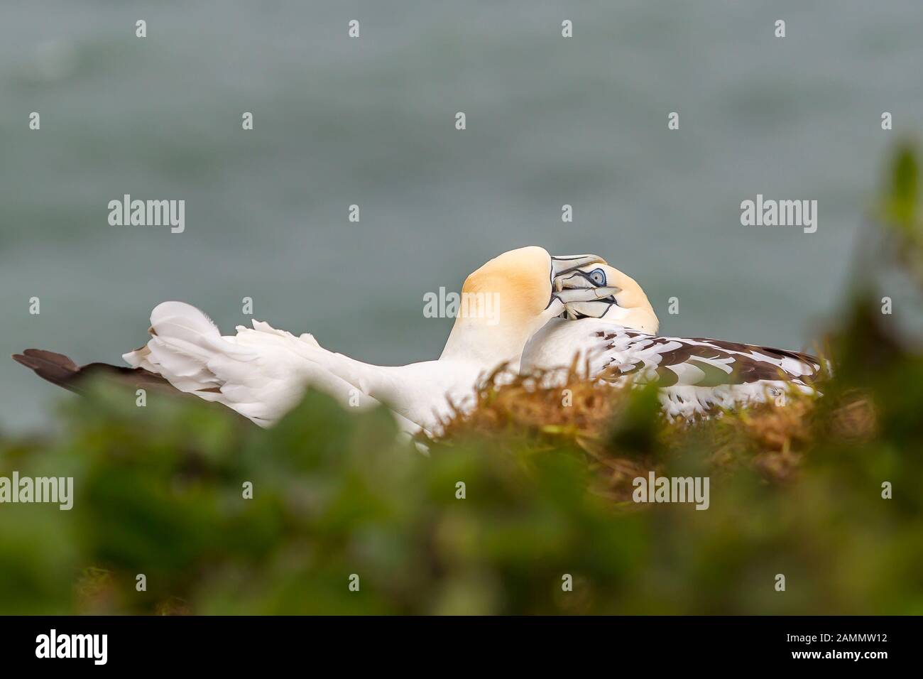 Mating northern gannet hi-res stock photography and images - Alamy
