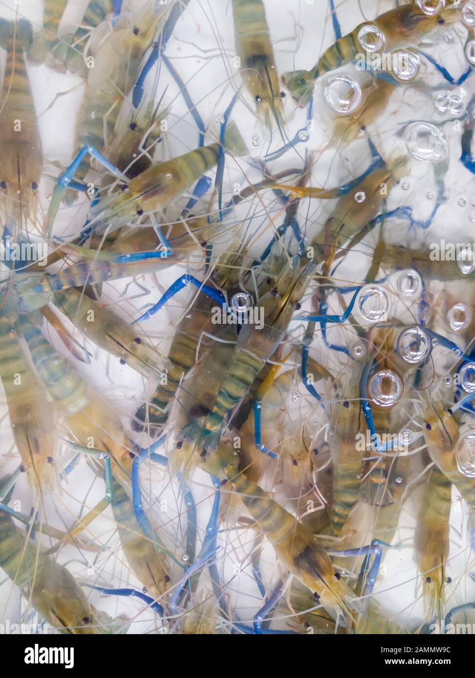 Fresh river prawn (macrobrachium rosenbergii) in the cement pond with ...