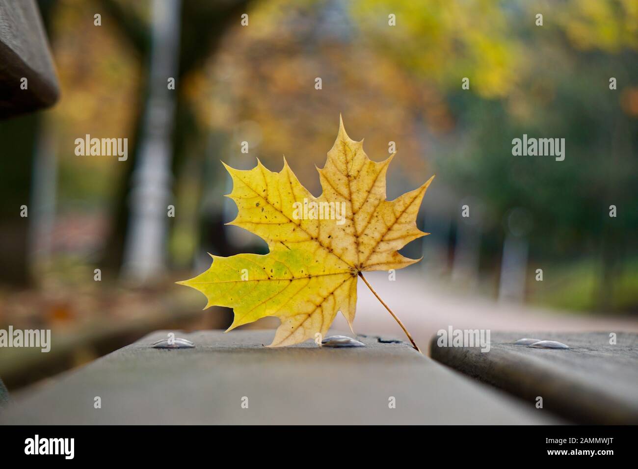 Outdoors autumn fall hi-res stock photography and images - Alamy