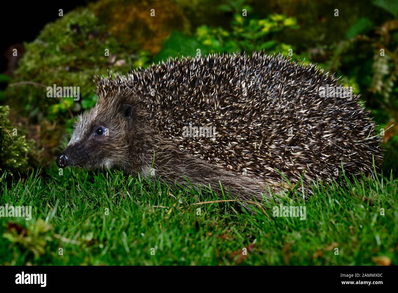 Insectivorous mammals hi-res stock photography and images - Alamy